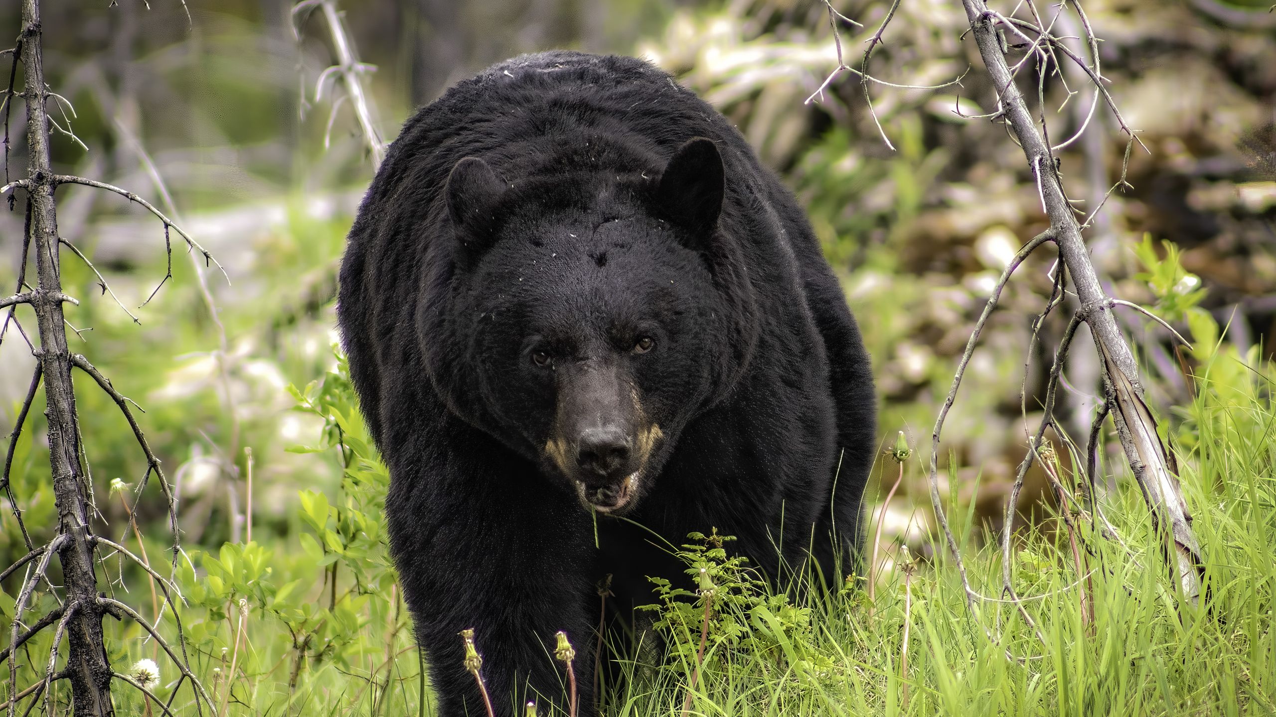 Ohio man faked bear attack to get a free ride out of the woods | Advnture