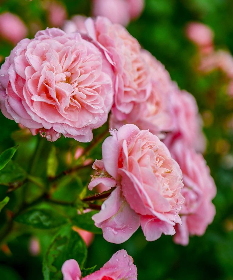 Best mulch for roses: 4 natural options for thriving plants | Homes and ...