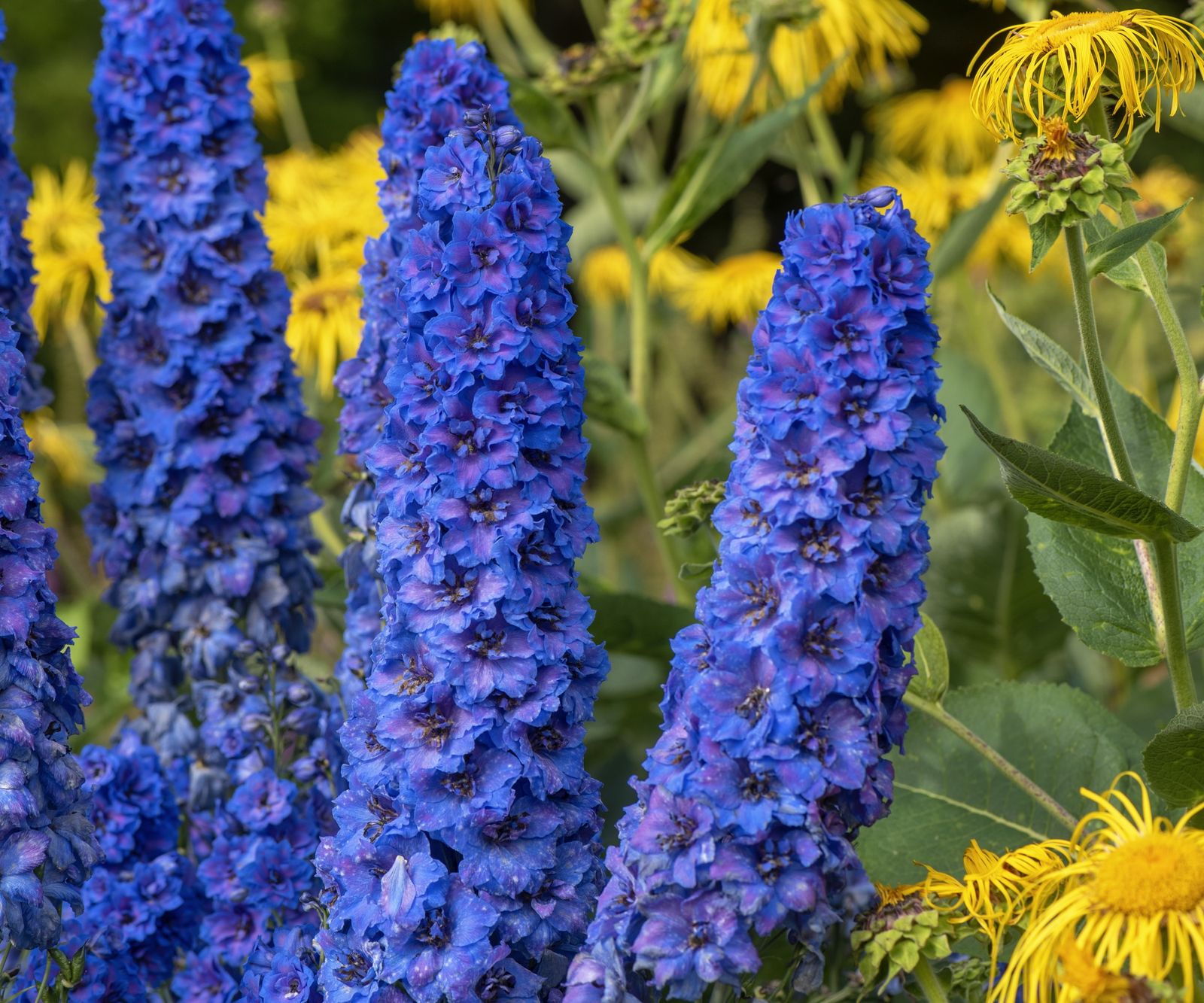 What to do with delphiniums after they finish flowering | Homes and Gardens