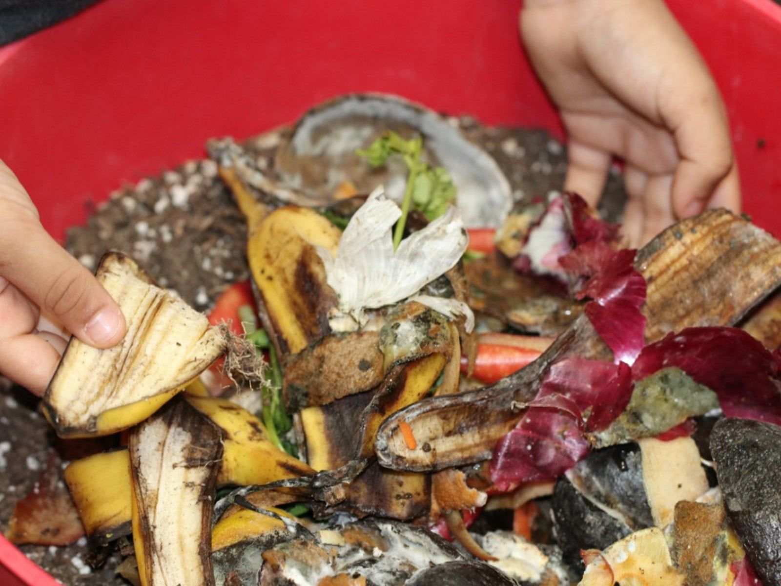 Kids And Composting - Compost Activities For Kids | Gardening Know How