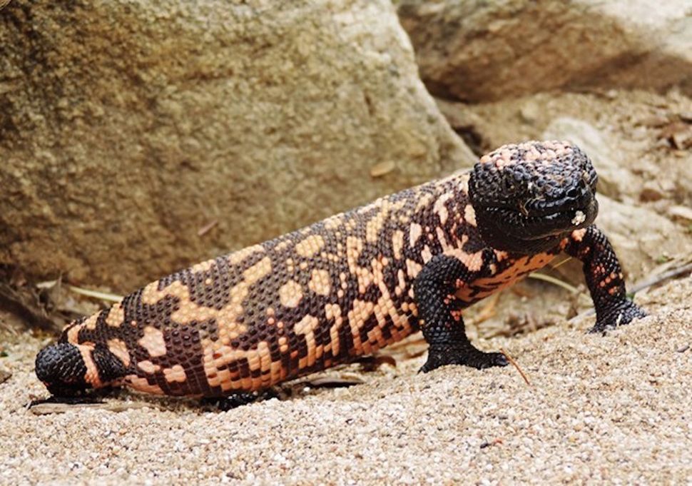 Gila Monster Photos: The Sluggish and Scaly Sweethearts of the American ...
