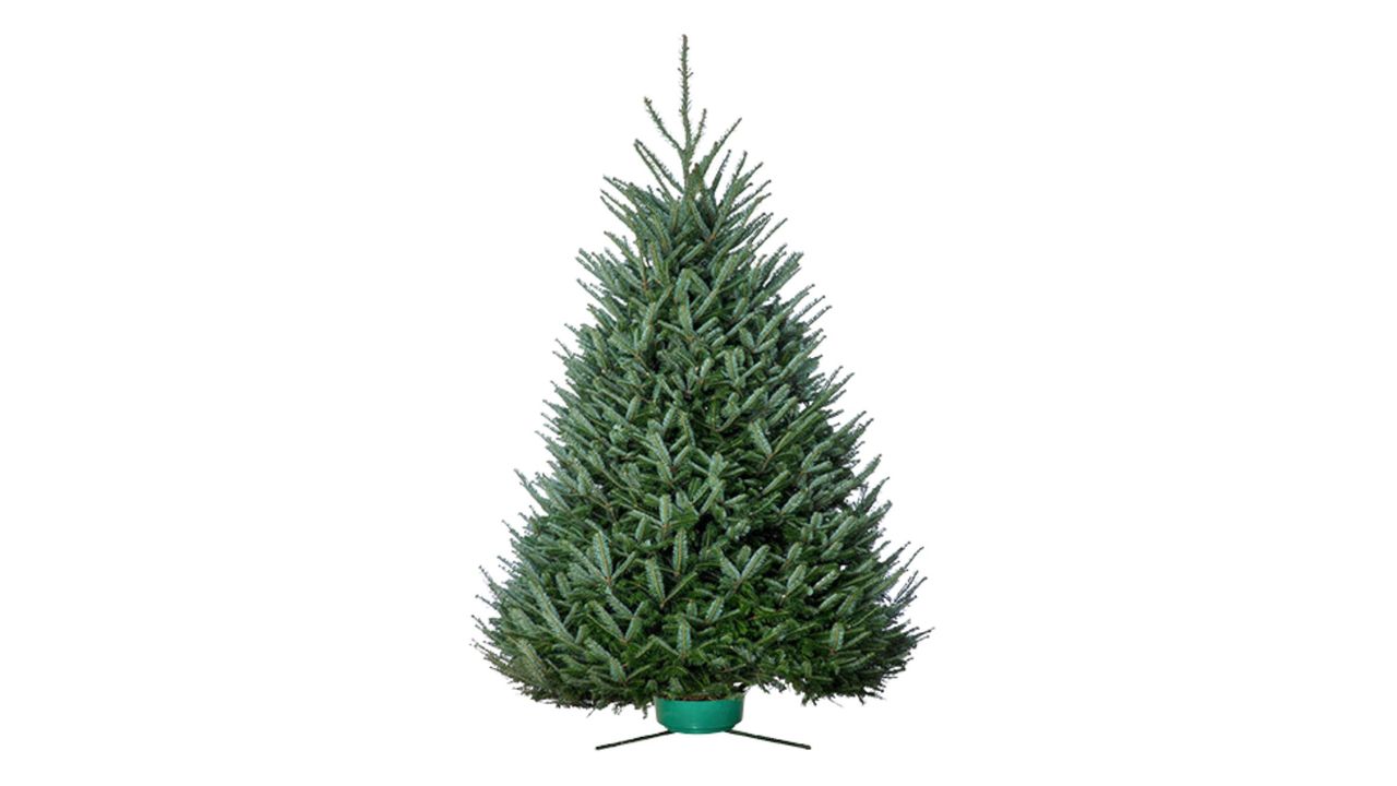Types of Christmas Trees — 8 Common Varieties | Livingetc