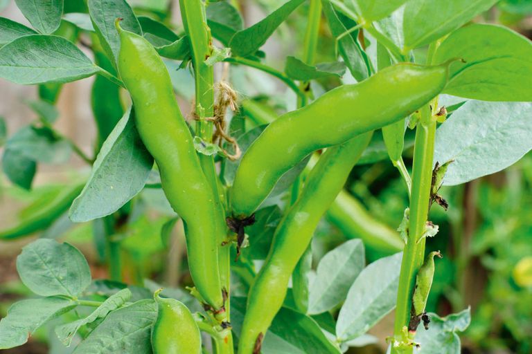 How to grow broad beans: How to plant them, how to look after them, and ...