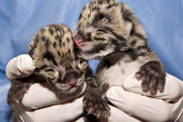 Bouncing Zoo Babies of 2010 | Live Science