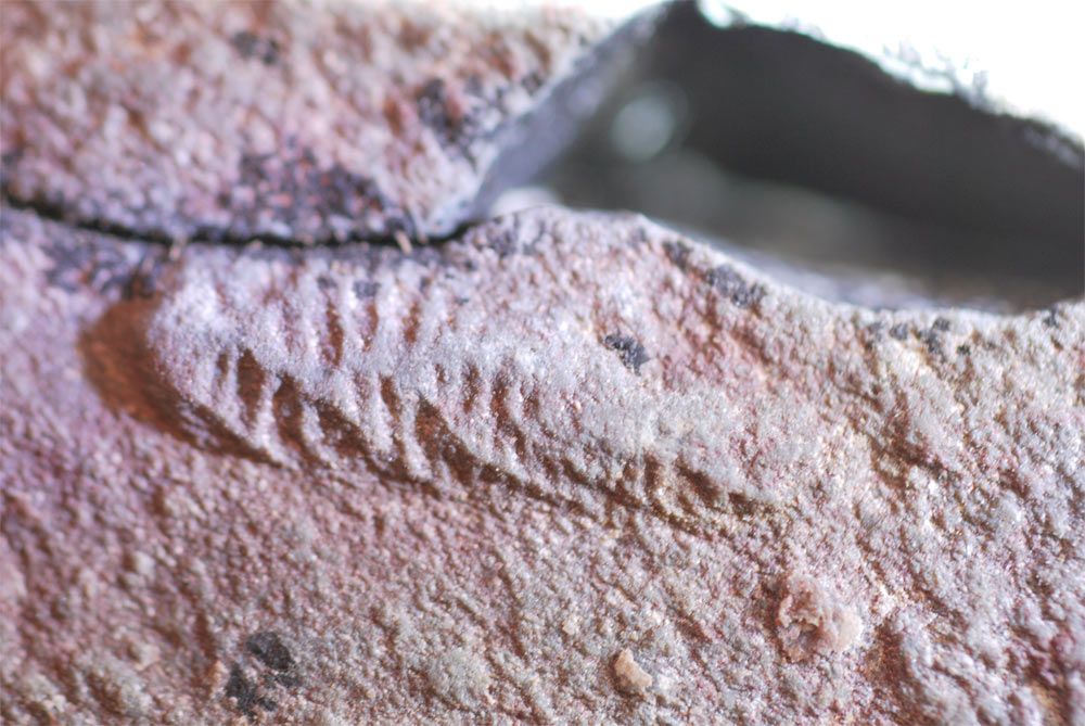 Images: Bizarre, Primordial Sea Creatures Dominated the Ediacaran Era ...
