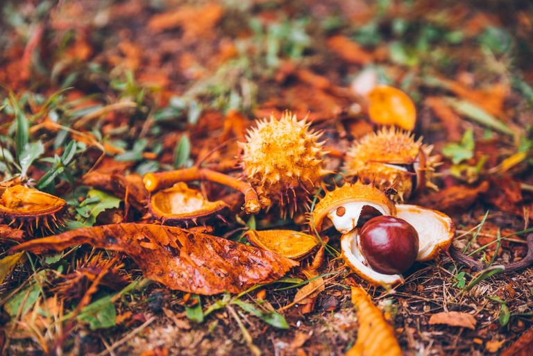 Propagating Horse Chestnut Trees – Learn About Growing New Horse ...