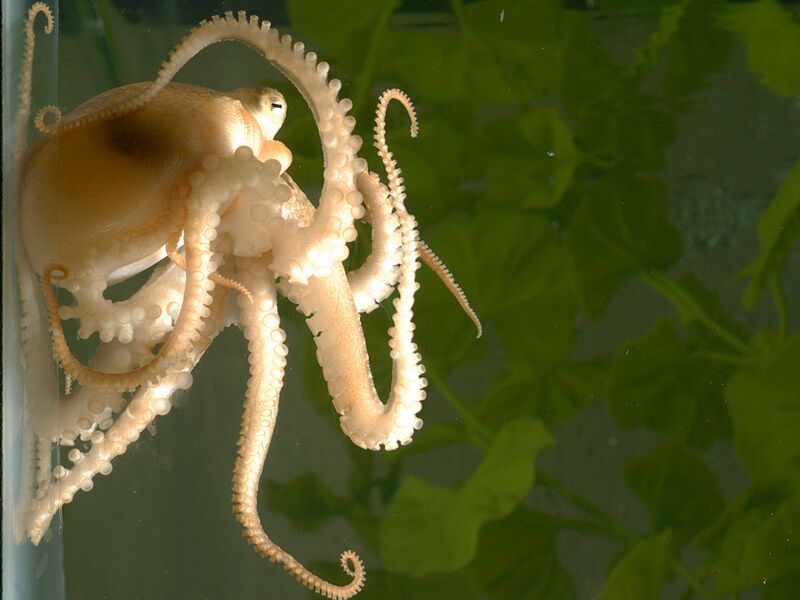 Genes Confirm: Octopuses Are Brainy and Weird | Live Science