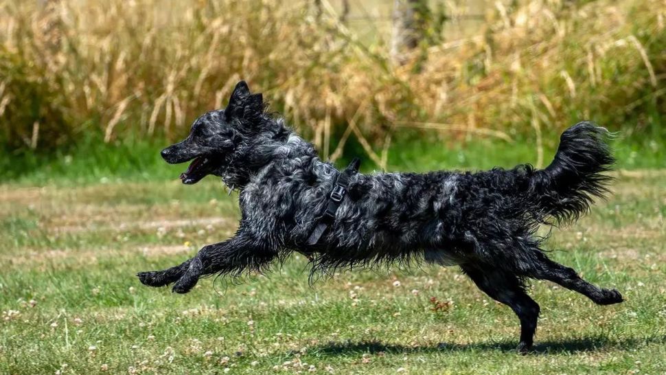 Rarest dog breeds: 25 canine companions you’ve probably never heard of ...