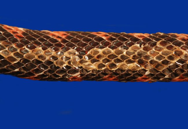 Photos: How a Fungal Disease is Disfiguring Snakes | Live Science