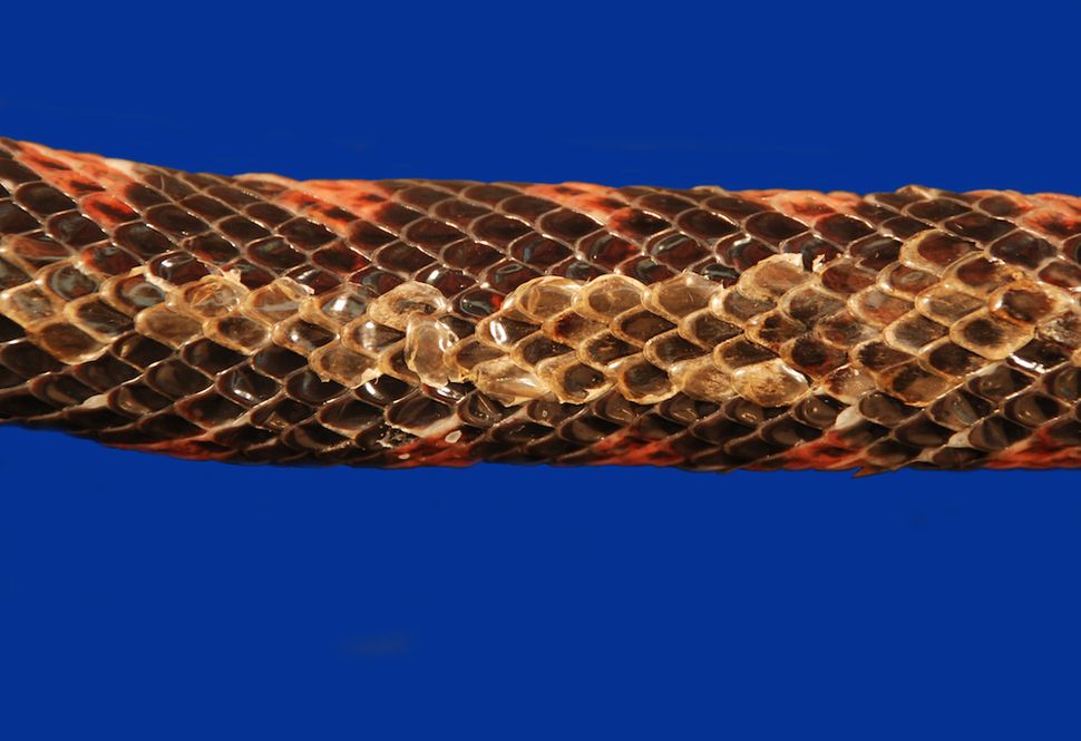 Photos: How a Fungal Disease is Disfiguring Snakes | Live Science