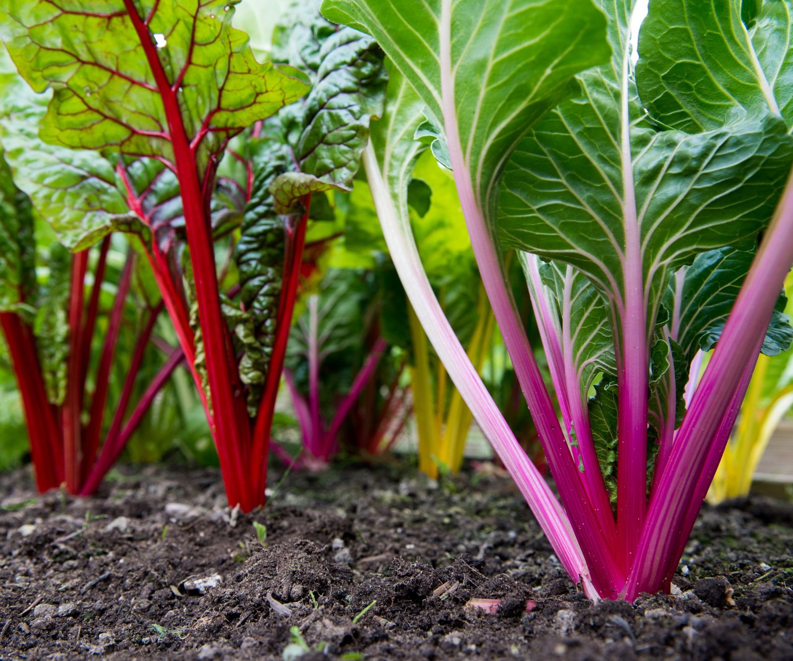 How to grow swiss chard - pro tips for a successful crop | Homes and ...