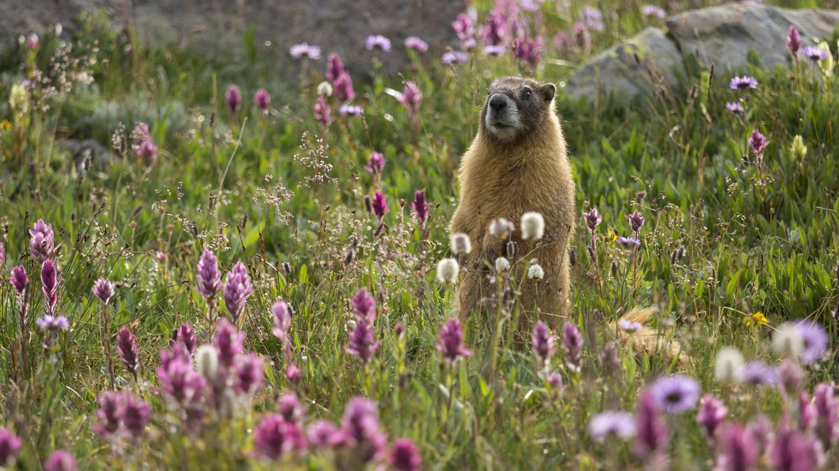Are marmots dangerous? Ferocious fiends or fury friends? | Advnture