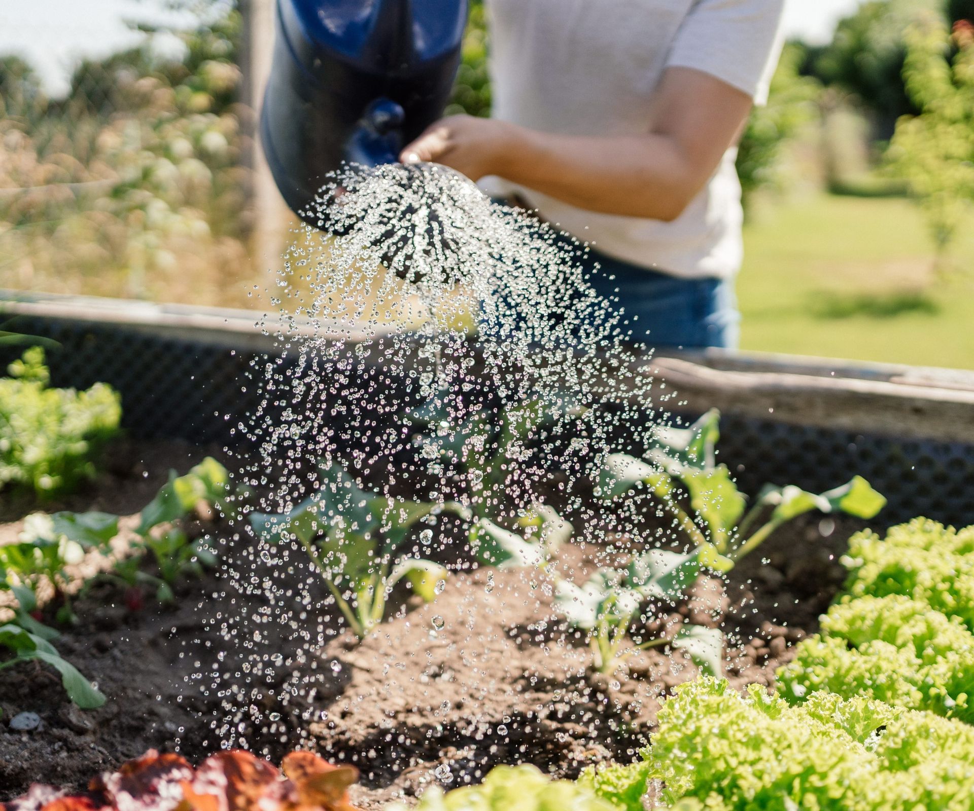 How often should you water a vegetable garden? | Homes and Gardens