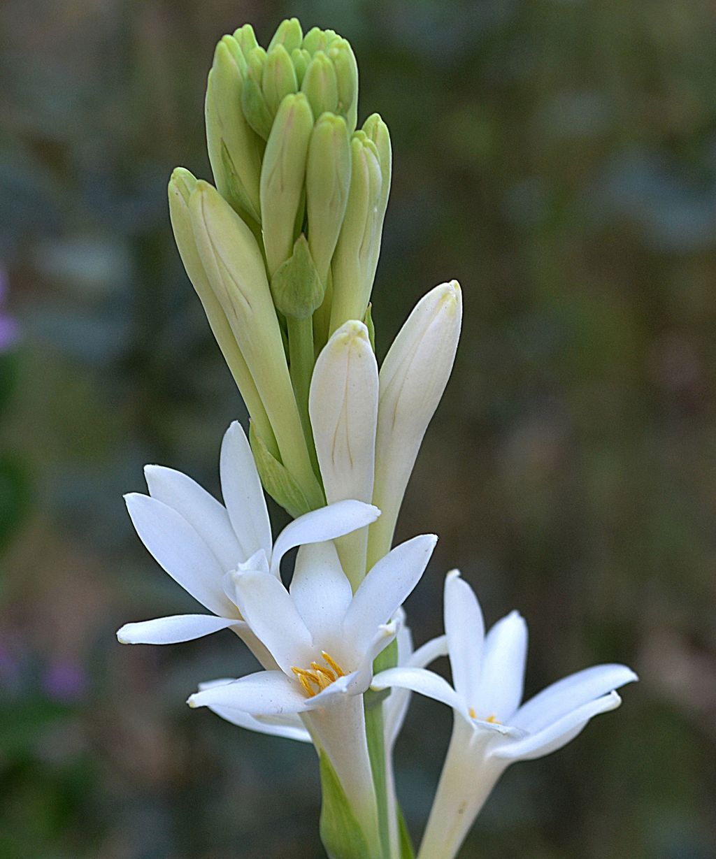How to grow tuberose: for fragrant blooms through the summer season ...