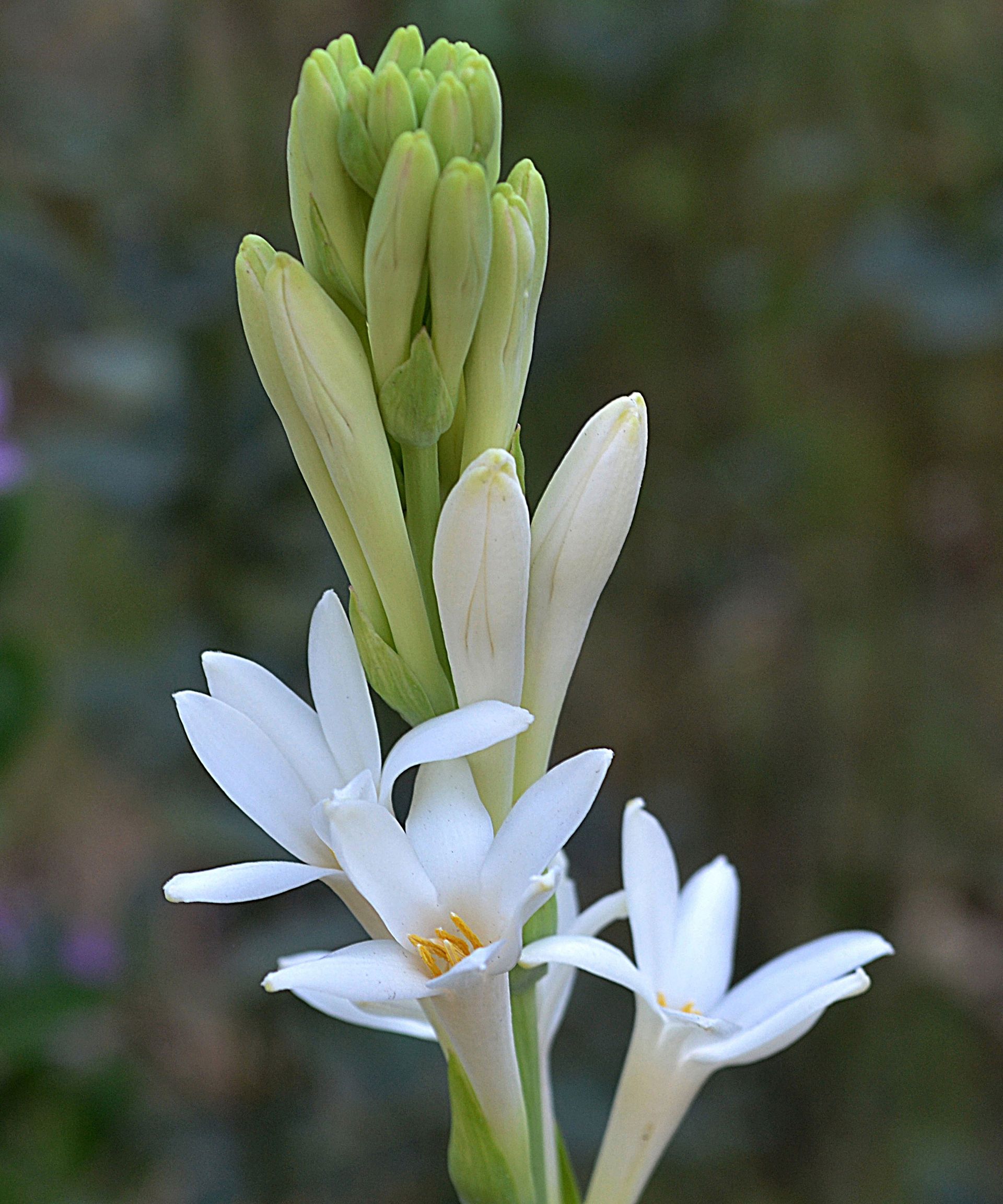 How to grow tuberose: for fragrant blooms through the summer season ...