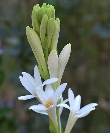 How to grow tuberose: for fragrant blooms through the summer season ...