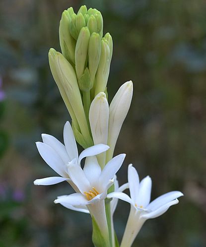 How to grow tuberose: for fragrant blooms through the summer season ...