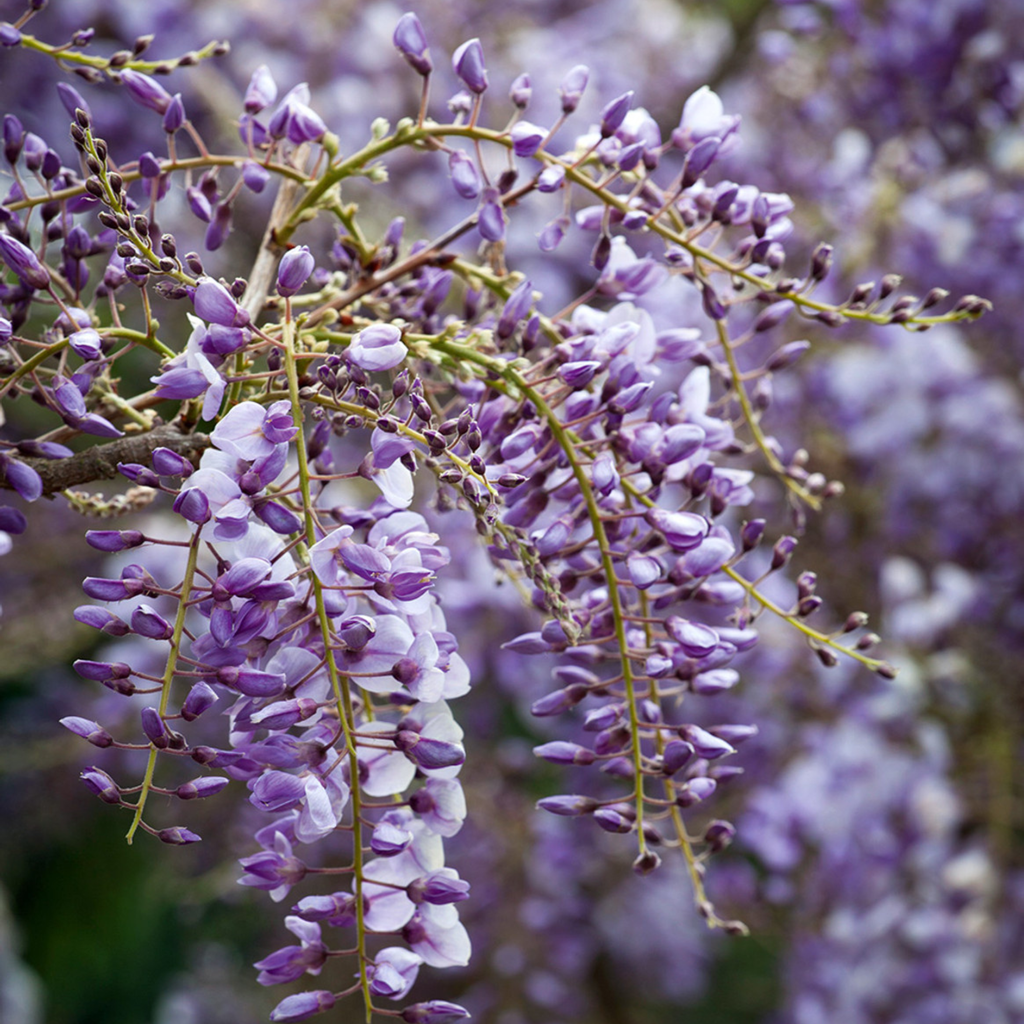 Where to plant wisteria for beautiful, romantic blooms | Ideal Home