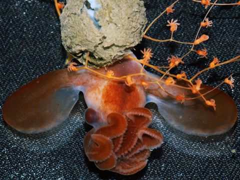 1st Video of Dumbo Octopus Hatchling Is Adorbs | Live Science