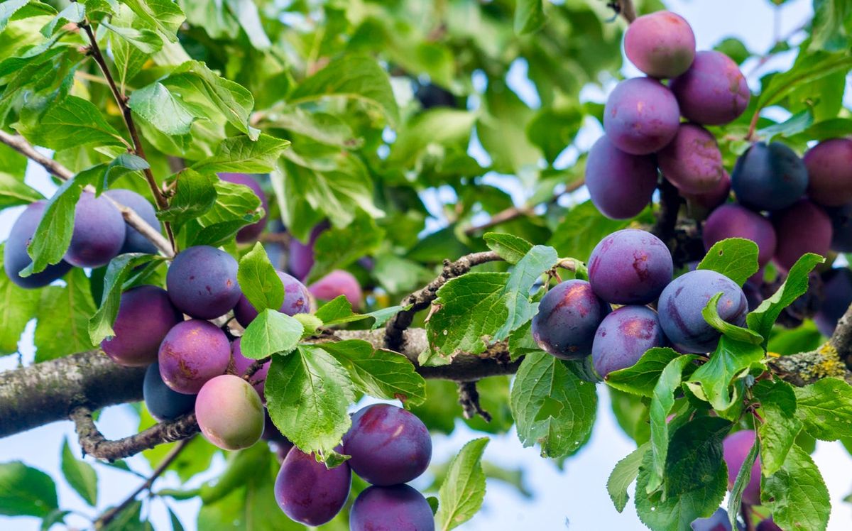 Plum ‘President’ Variety – Growing Conditions For President Plum Fruit ...