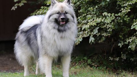 32 of the best outdoor dogs | PetsRadar