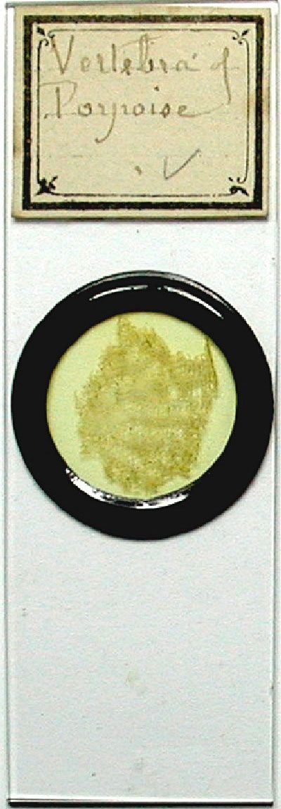 Nature Under Glass: Gallery of Victorian Microscope Slides | Live Science