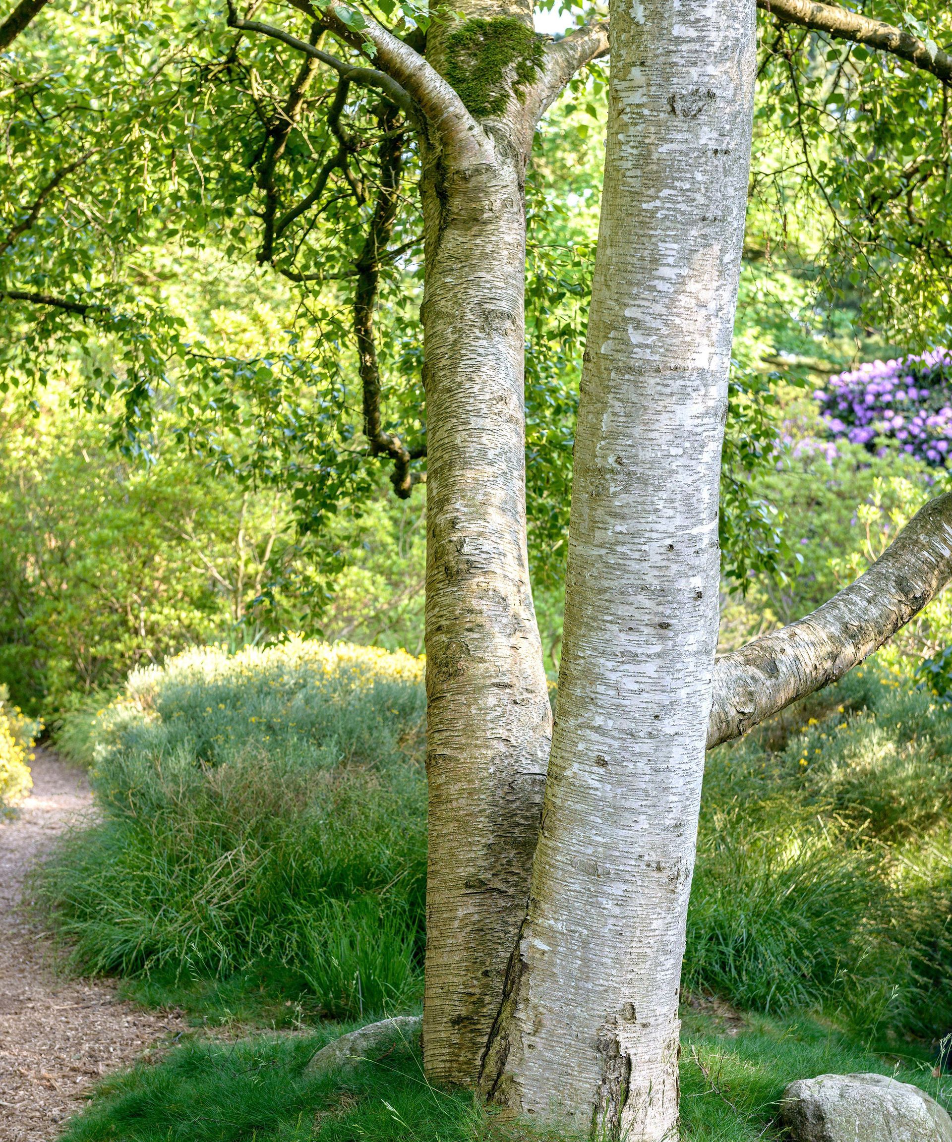 9 trees with white bark that make a statement in your plot | Gardeningetc