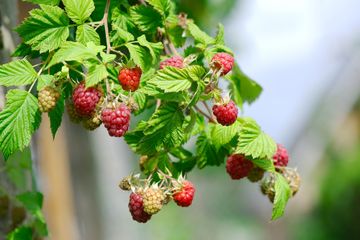 How to prune raspberry bushes | Homes & Gardens
