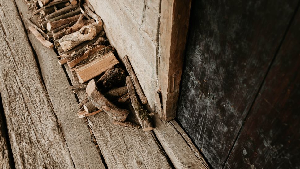 How to get rid of termites in your home | Tom's Guide