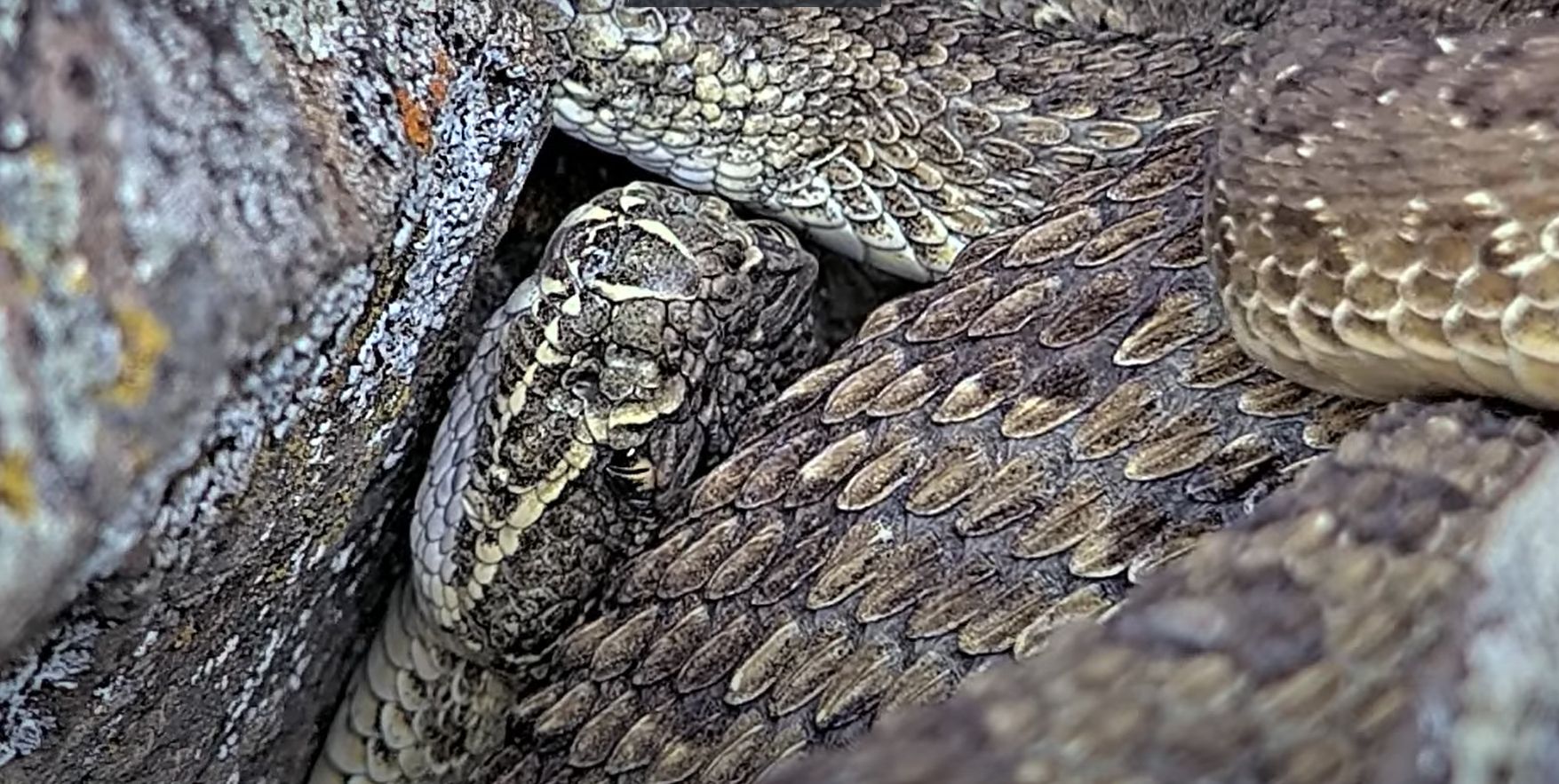 Watch wild Western Rattlesnakes go about their day on live 24-hour ...