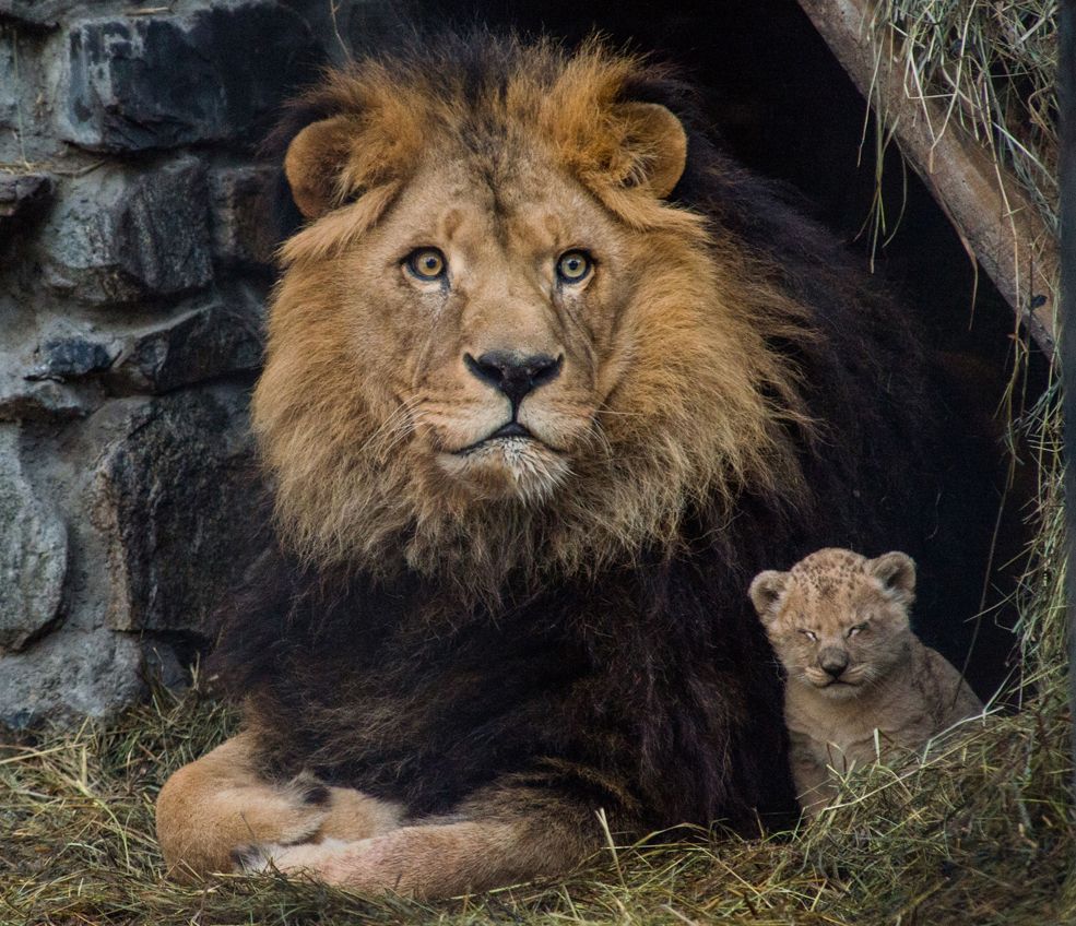 Meet the cutest zoo animals born in 2013 | The Week