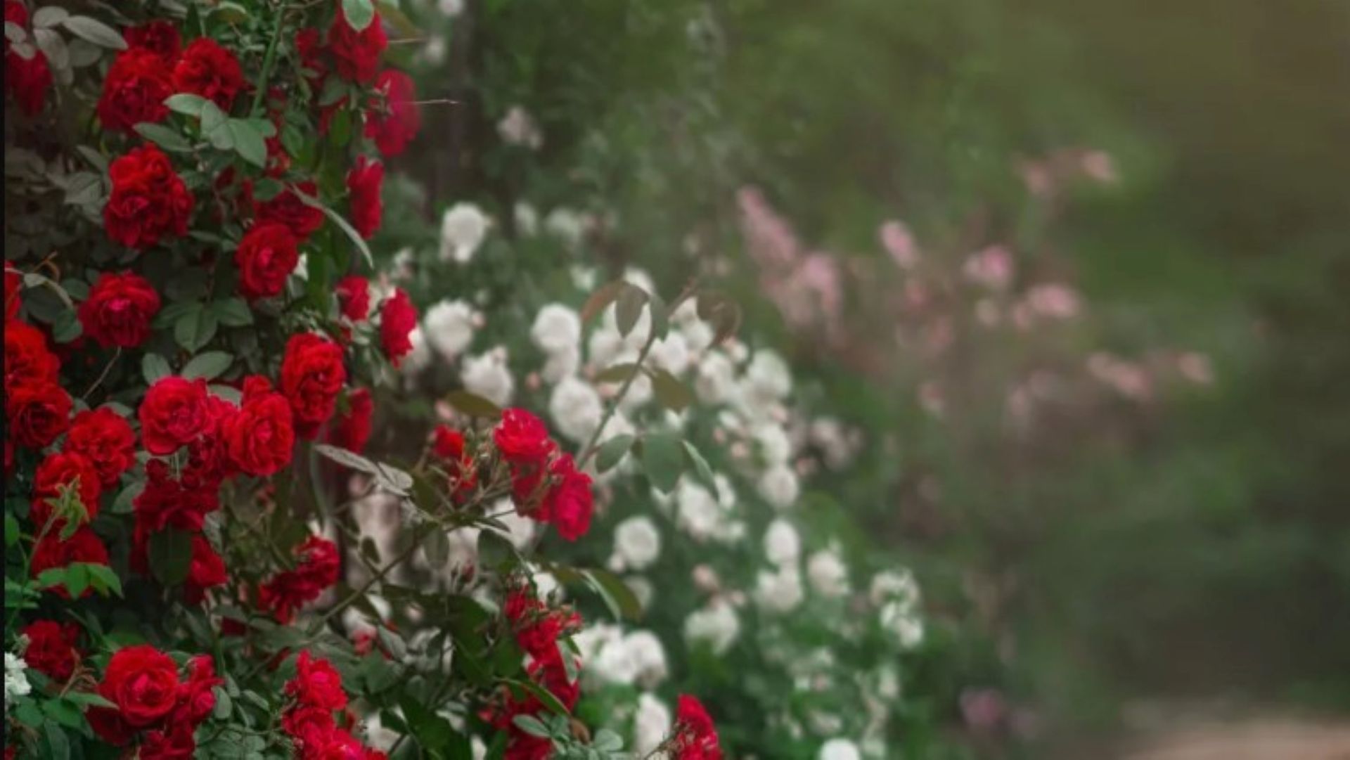 5 companion plants for roses to support & protect your blooms | Livingetc