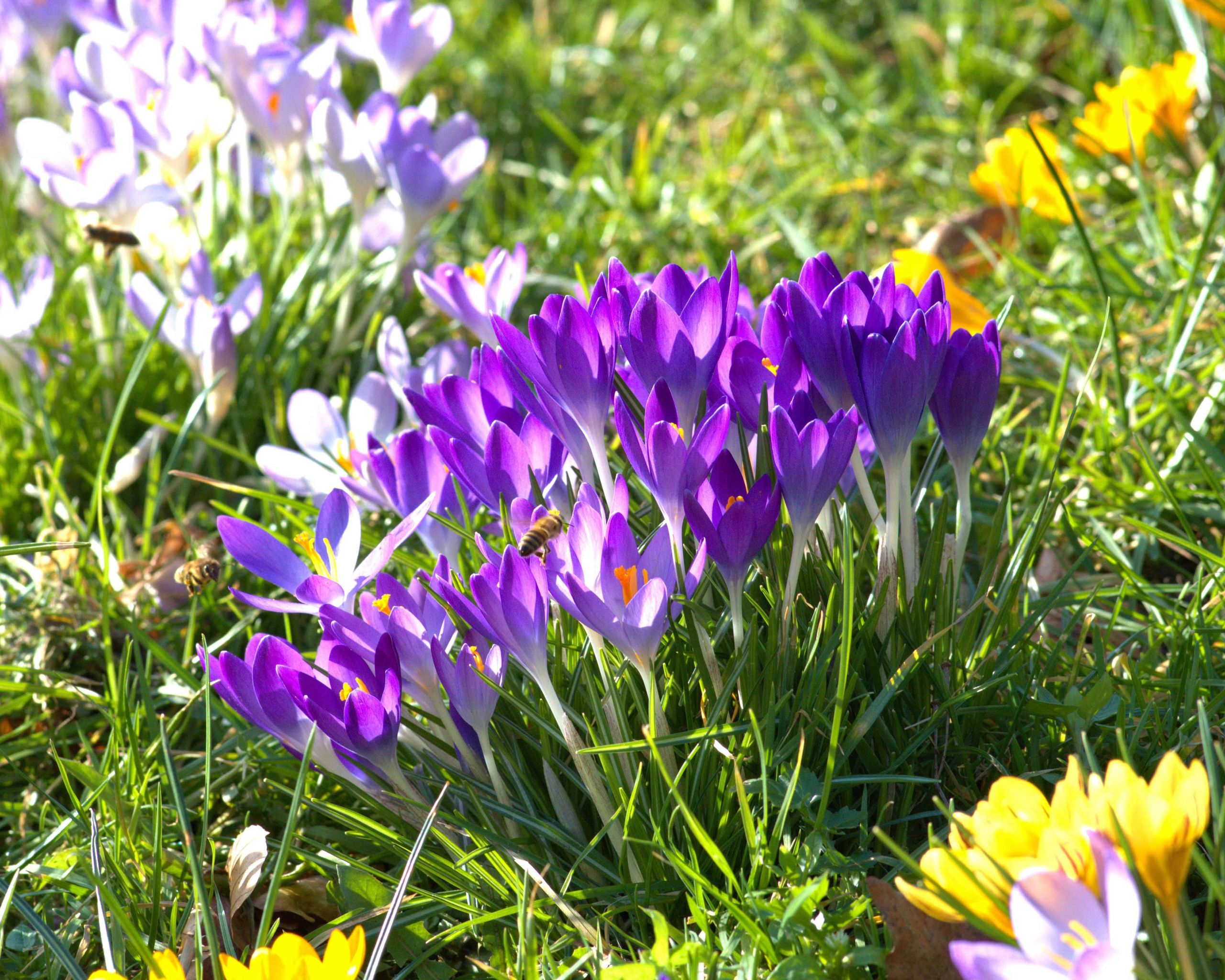 When to plant crocus: for welcome and cheering color | Homes and Gardens