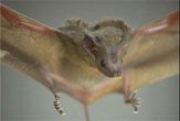 Smart Bats Have Smaller Testicles | Live Science