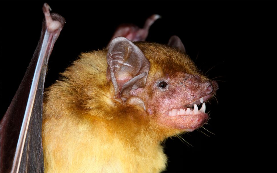 2 Lemon-Yellow Bat Species Discovered in Africa. And They're Adorable ...