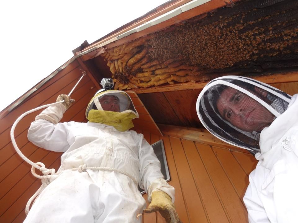 Huge 12-Foot Beehive Creates a Big Buzz | Utah Beehive | Live Science
