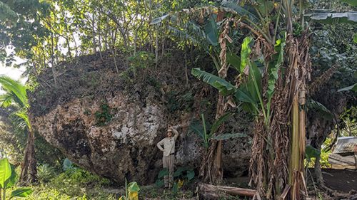 ‘Monster cane toad’ dubbed ‘Toadzilla’ found in Australia | Live Science