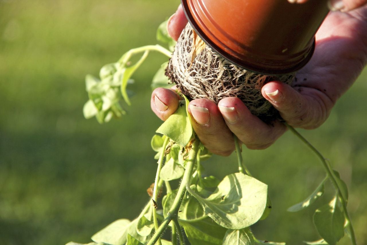 Growing Healthy Roots: Tips For Identifying Healthy Roots In Plants ...