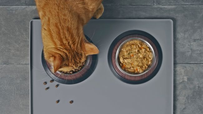 Dehydration in cats: Vet’s guide to symptoms, treatment and prevention ...