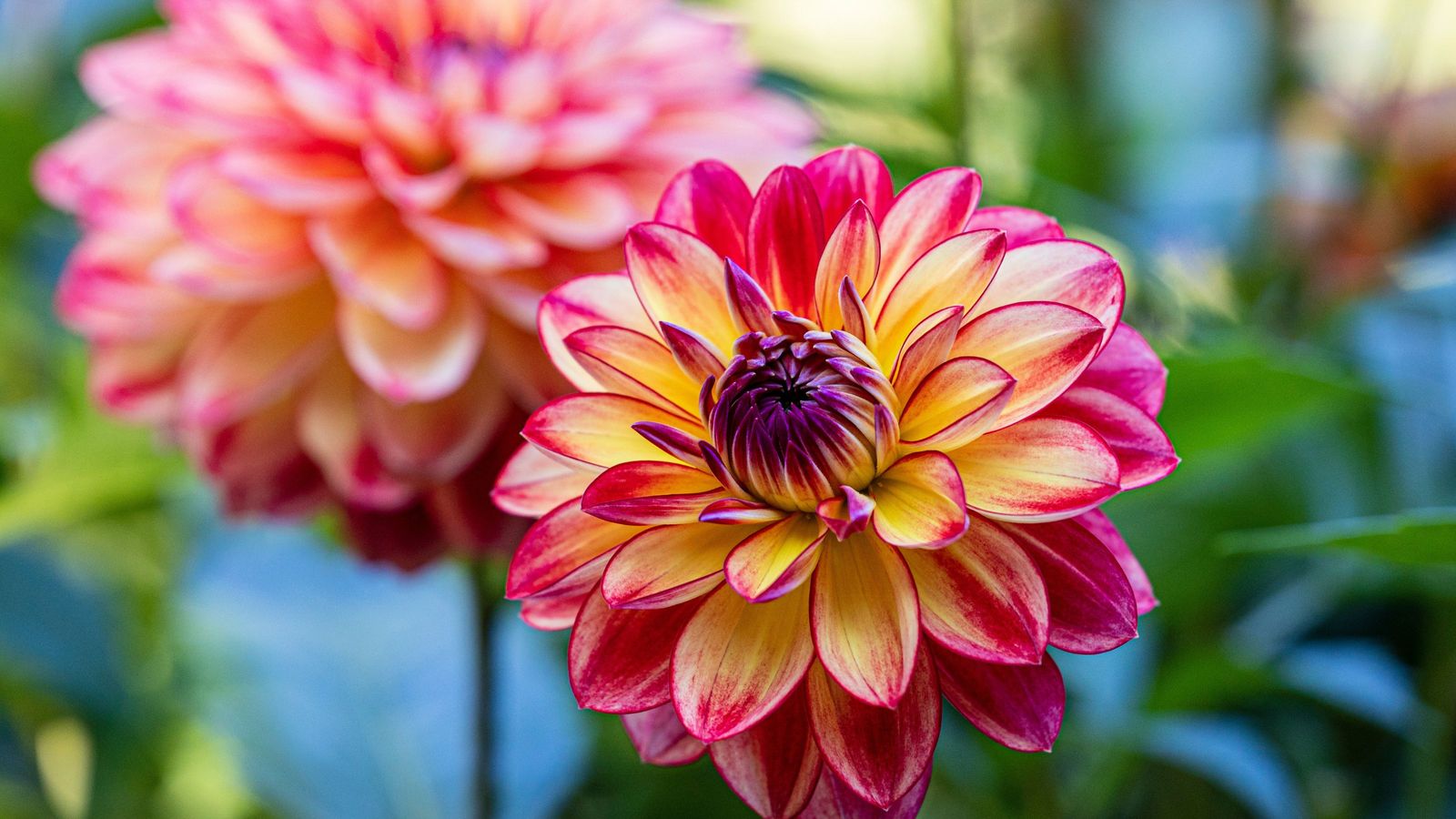 How to overwinter dahlias like Monty Don | Ideal Home