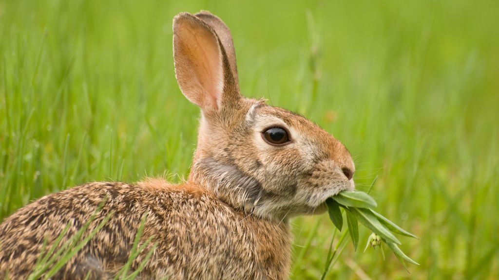 Interesting rabbit facts: 10 fascinating finds about bunnies | PetsRadar