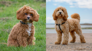 Dogs at weddings: the pros, the cons and what to consider | PetsRadar