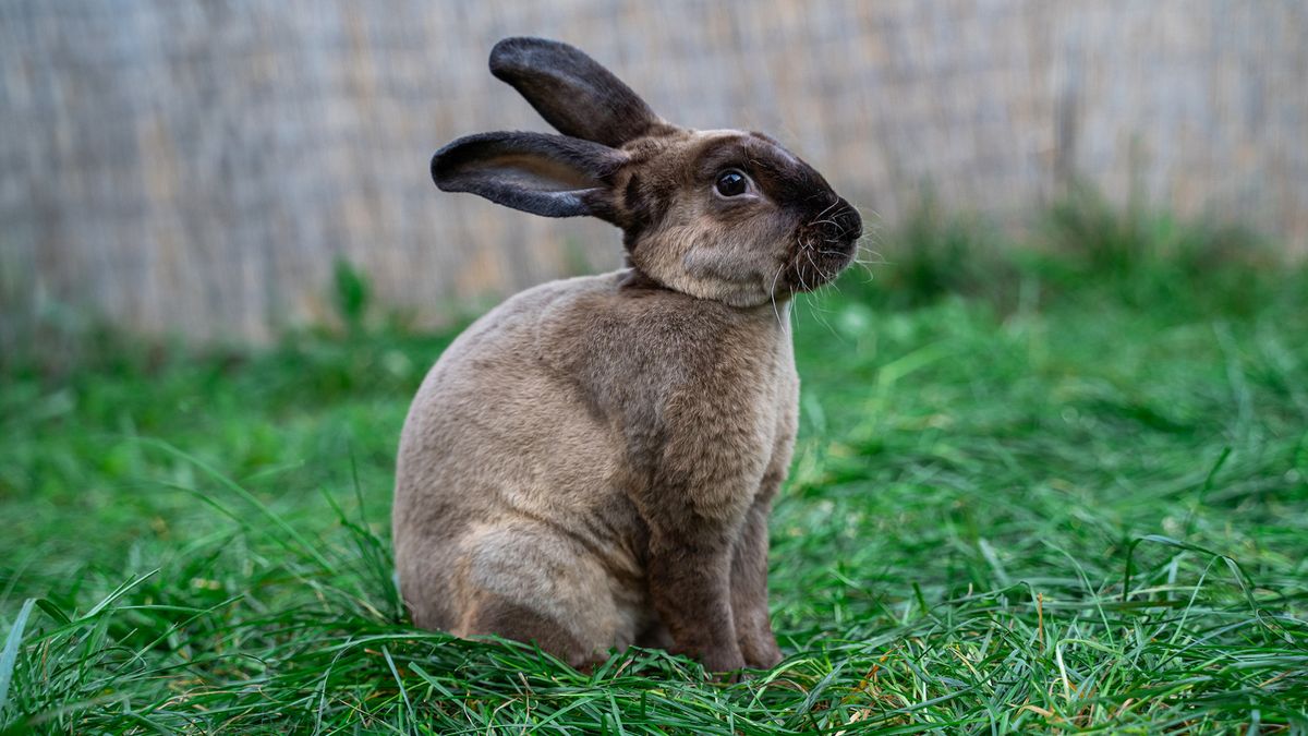 32 breeds of rabbits | PetsRadar
