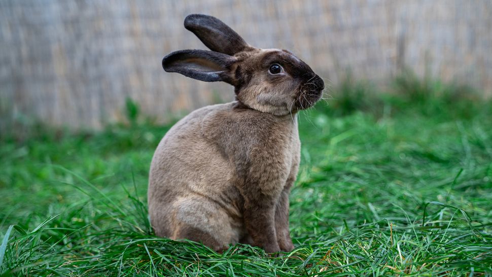 32 breeds of rabbits | PetsRadar