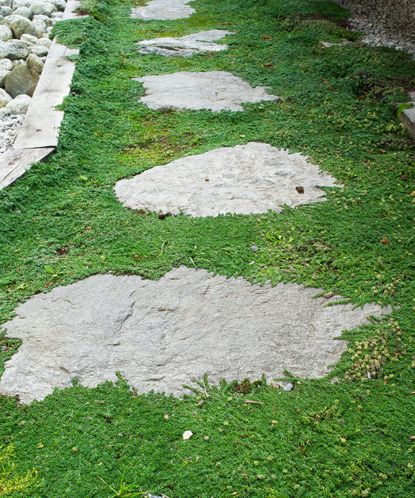 Walkable ground cover plants: 11 path and lawn options | Homes and Gardens