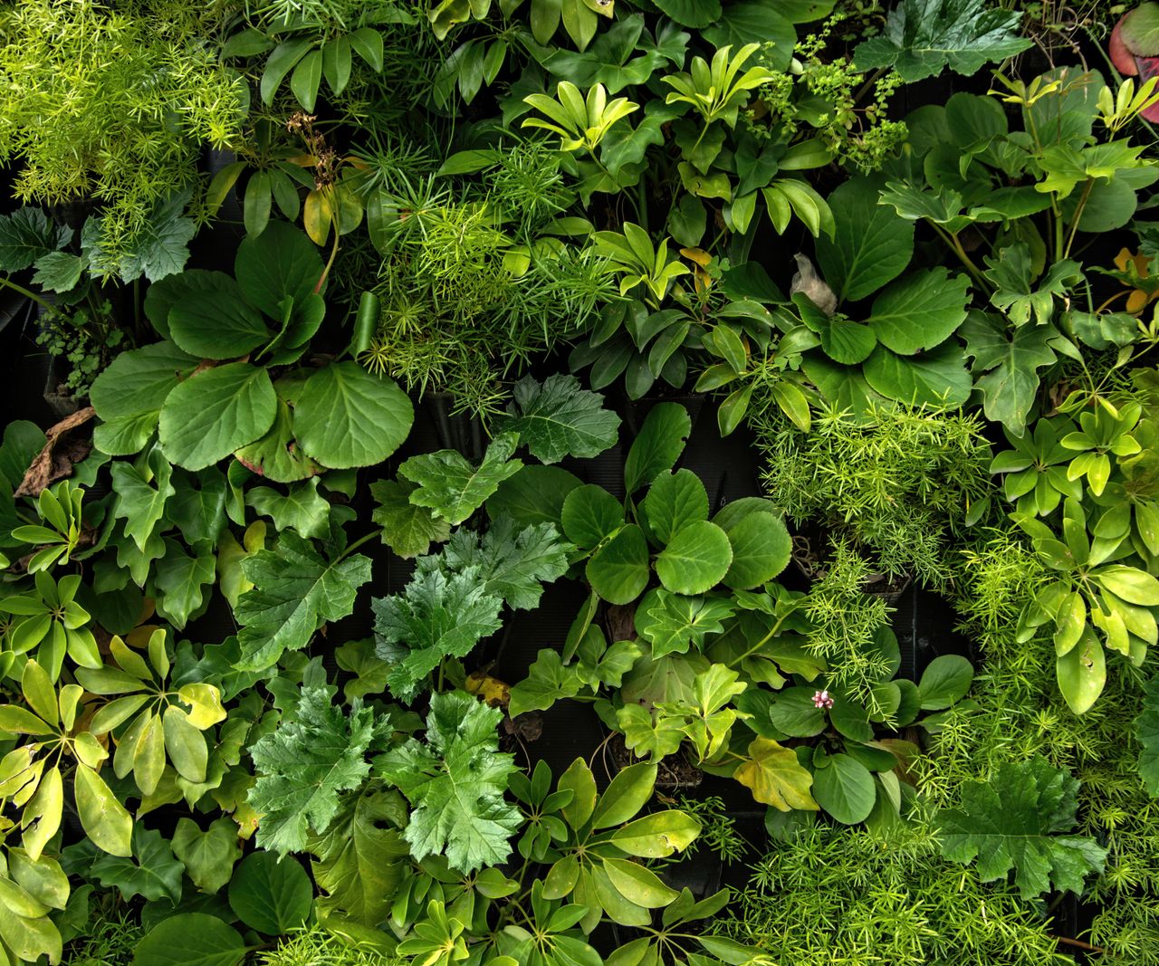 Living fence ideas: 5 ways to bring your boundary to life | Homes and ...