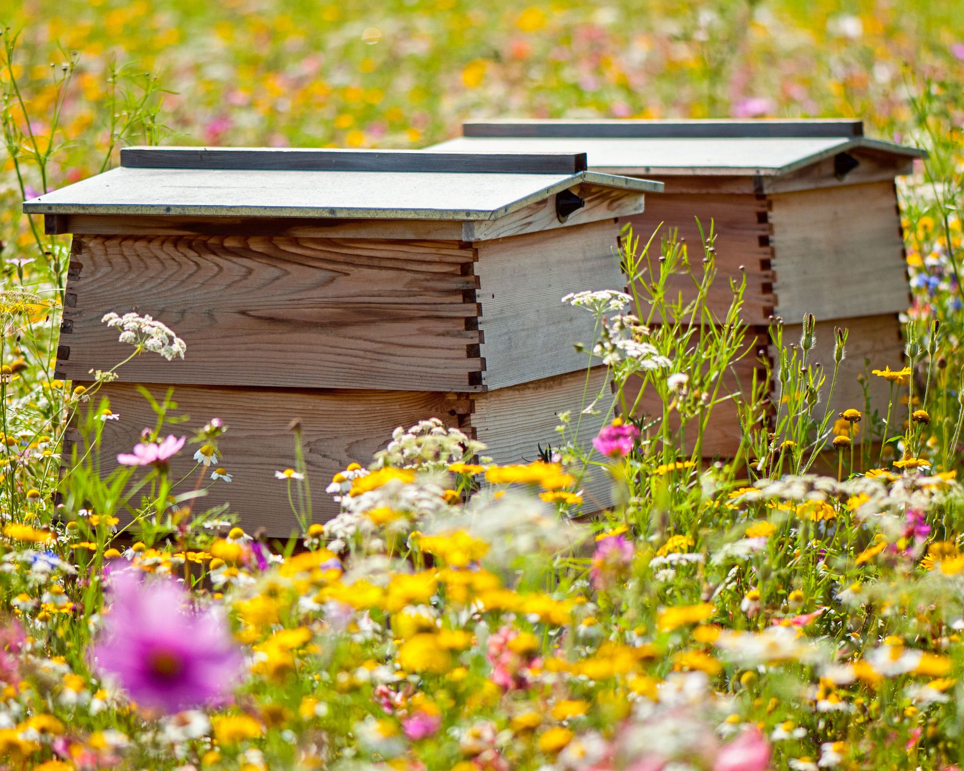Beekeeping for beginners: how to keep bees in your backyard | Homes and ...