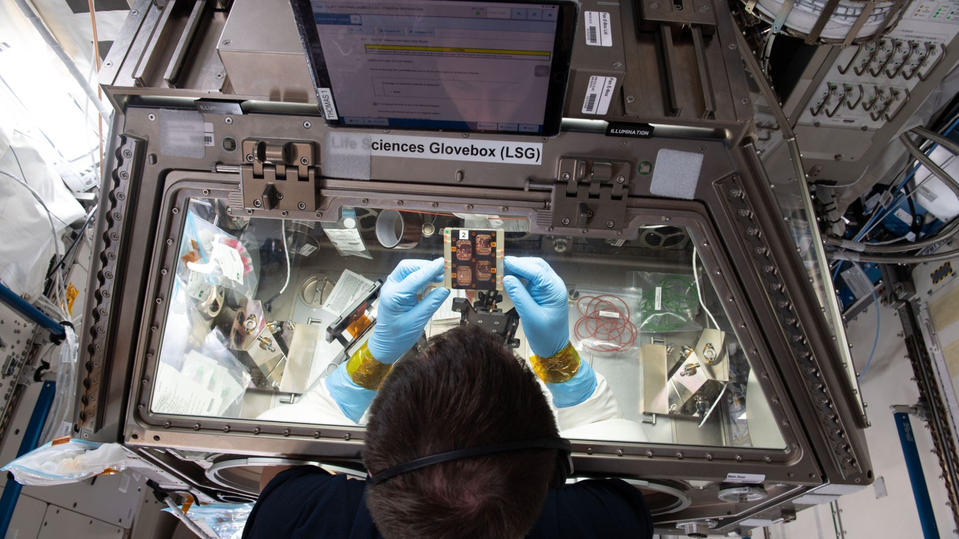 Drugs can partially prevent muscle loss caused by microgravity, experimental study finds | Space