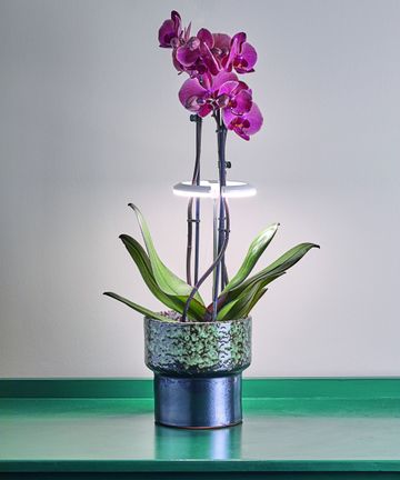 6 grow light mistakes that might be damaging your plants | Homes and ...