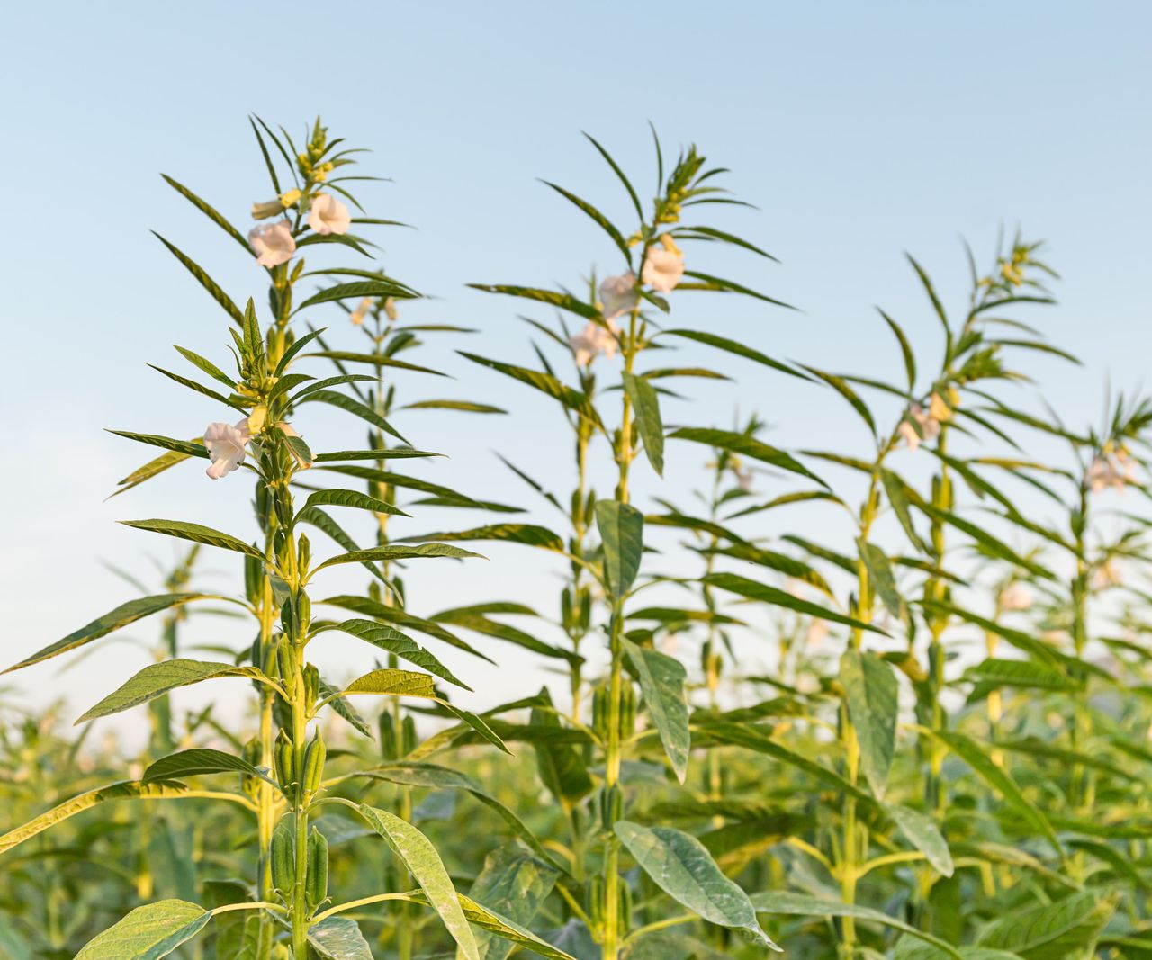 How to grow sesame plants at home: expert growing tips | Homes and Gardens